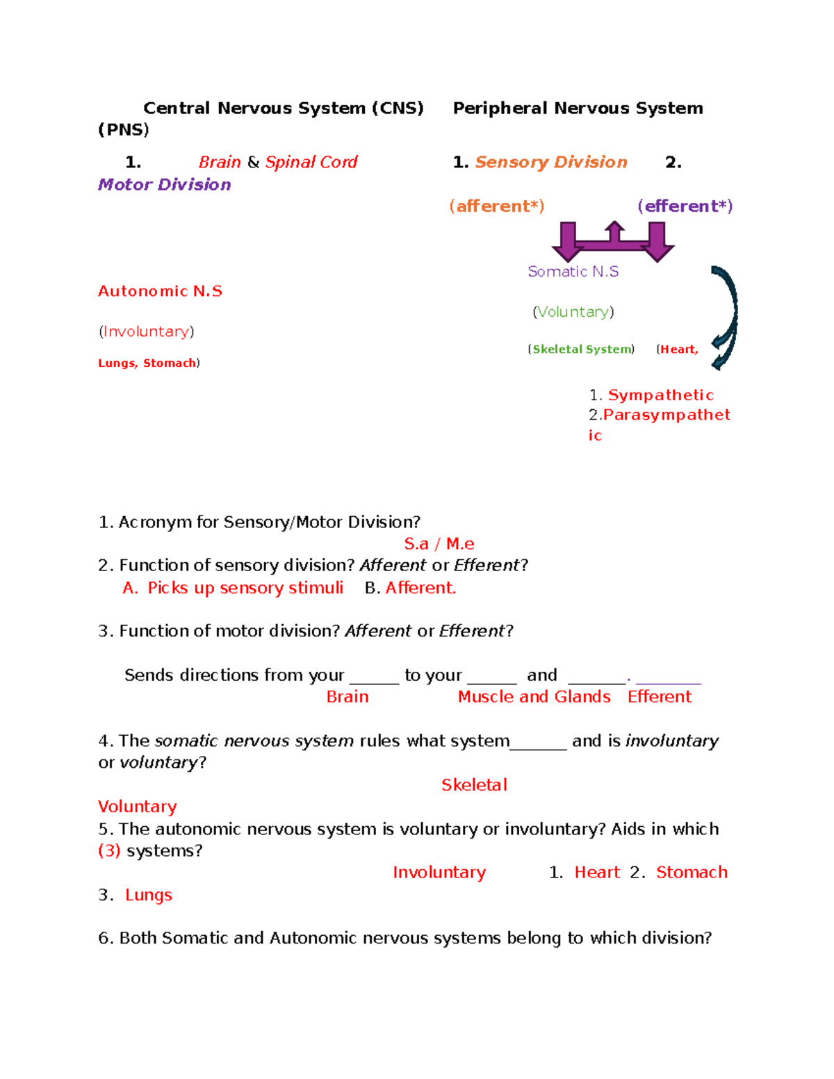 Nervous System Review Questions - Central Nervous System (CNS ...