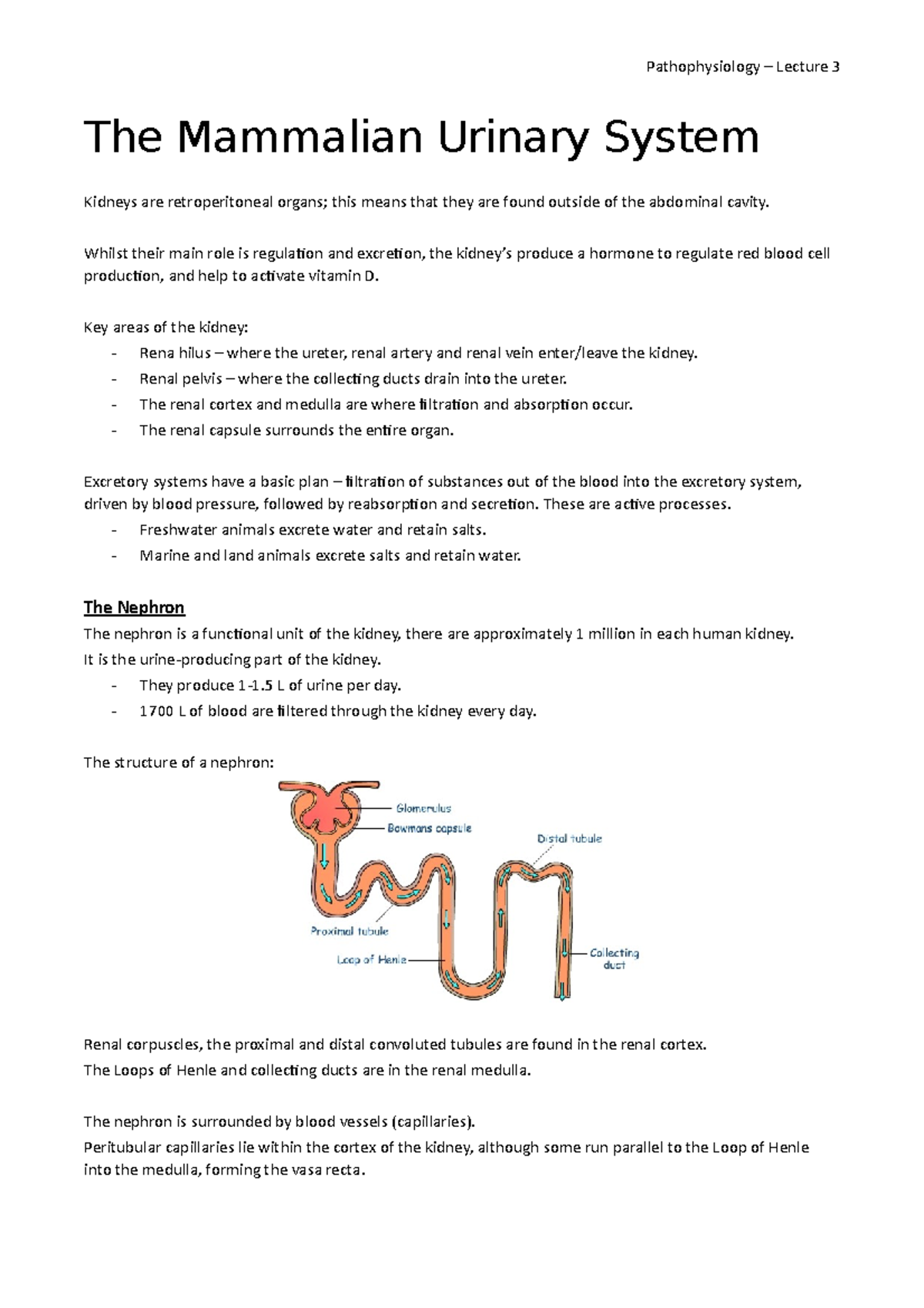 Lecture 3 - The Kidney - Pathophysiology – Lecture 3 The Mammalian ...