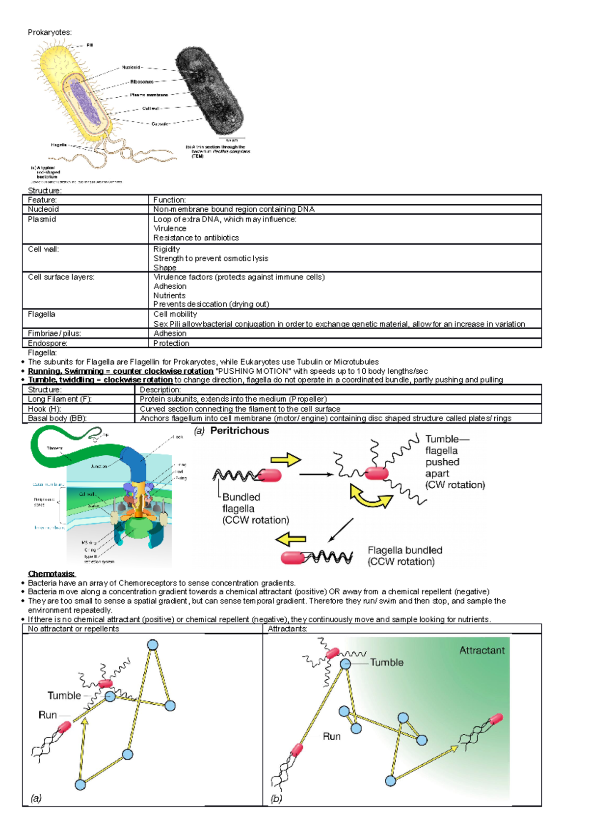 CELS 191 - Lecture 4 (Structure of Prokaryotes) - Prokaryotes ...