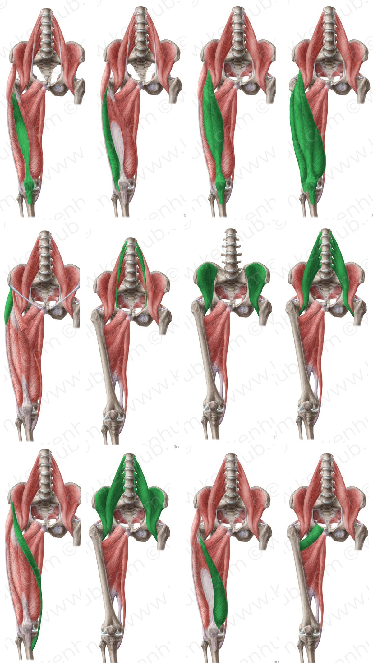 Posterior 20241021 145805 0000 - Anatomia humana - posterior www ...