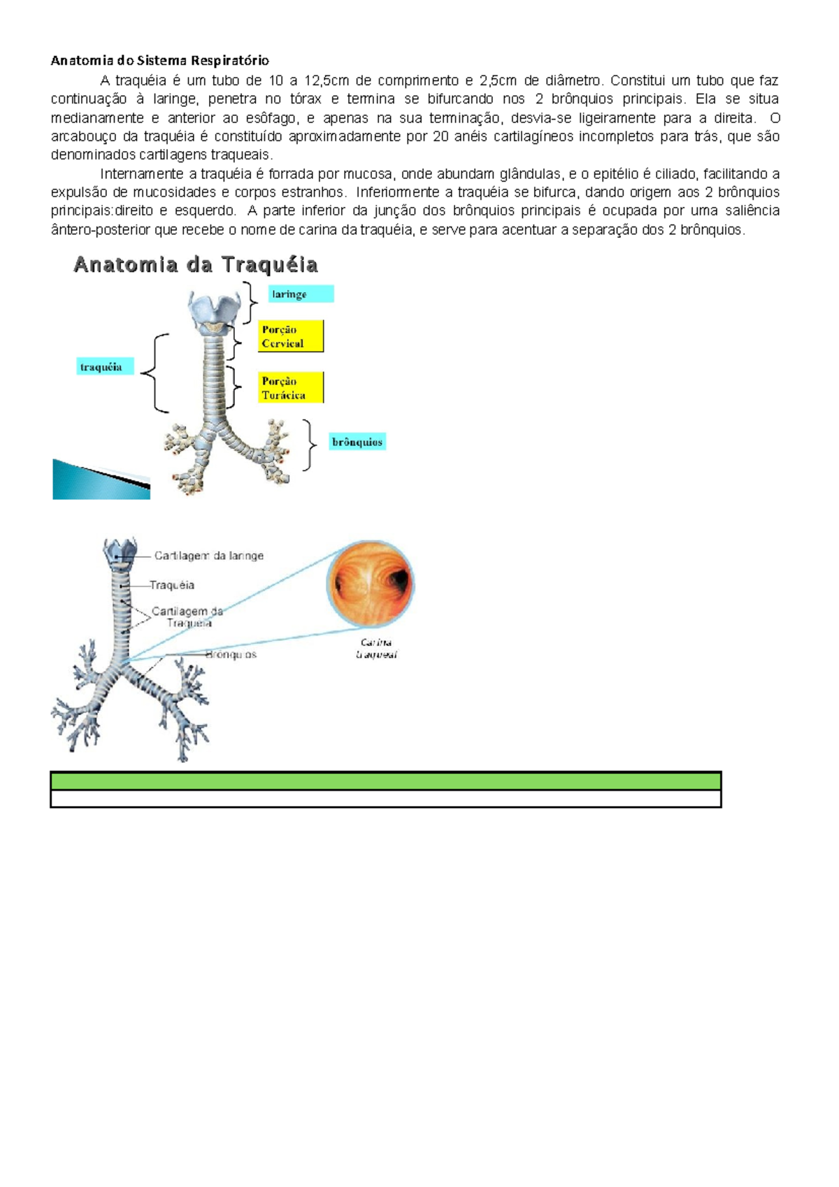 Anatomia 5 - Anatomia do Sistema Respiratório A traquéia é um tubo de ...