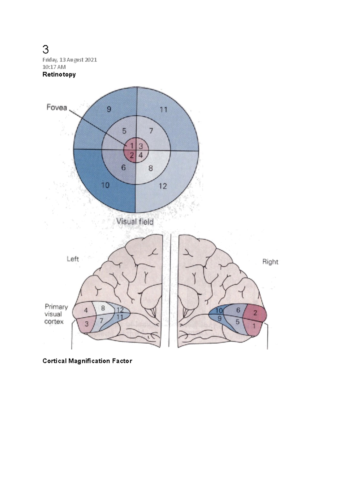 PSY297- Notes 3 - 3 Friday, 13 August 2021 10:17 AM Retinotopy Cortical ...