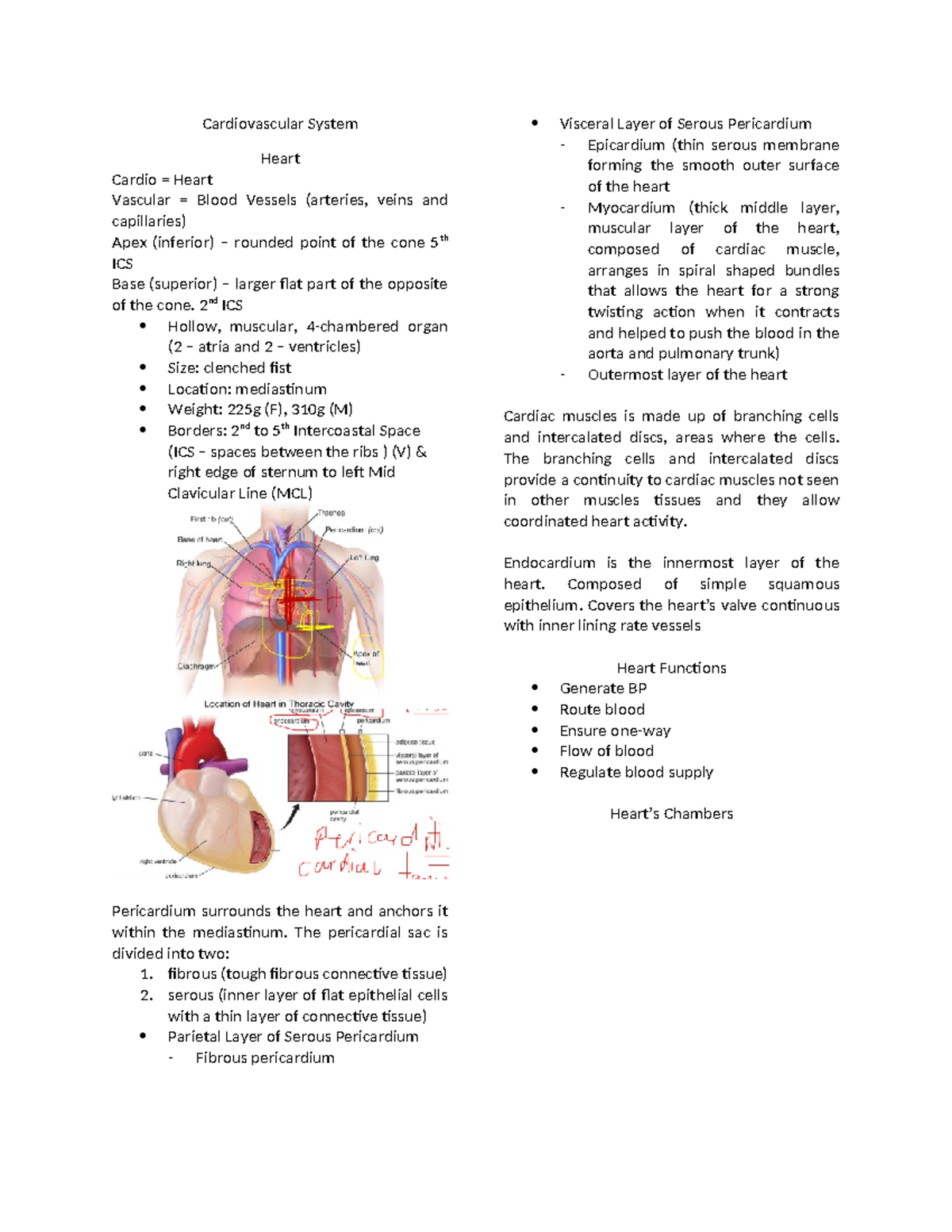 Cardiovascular System Reviewer - Cardiovascular System Heart Cardio ...