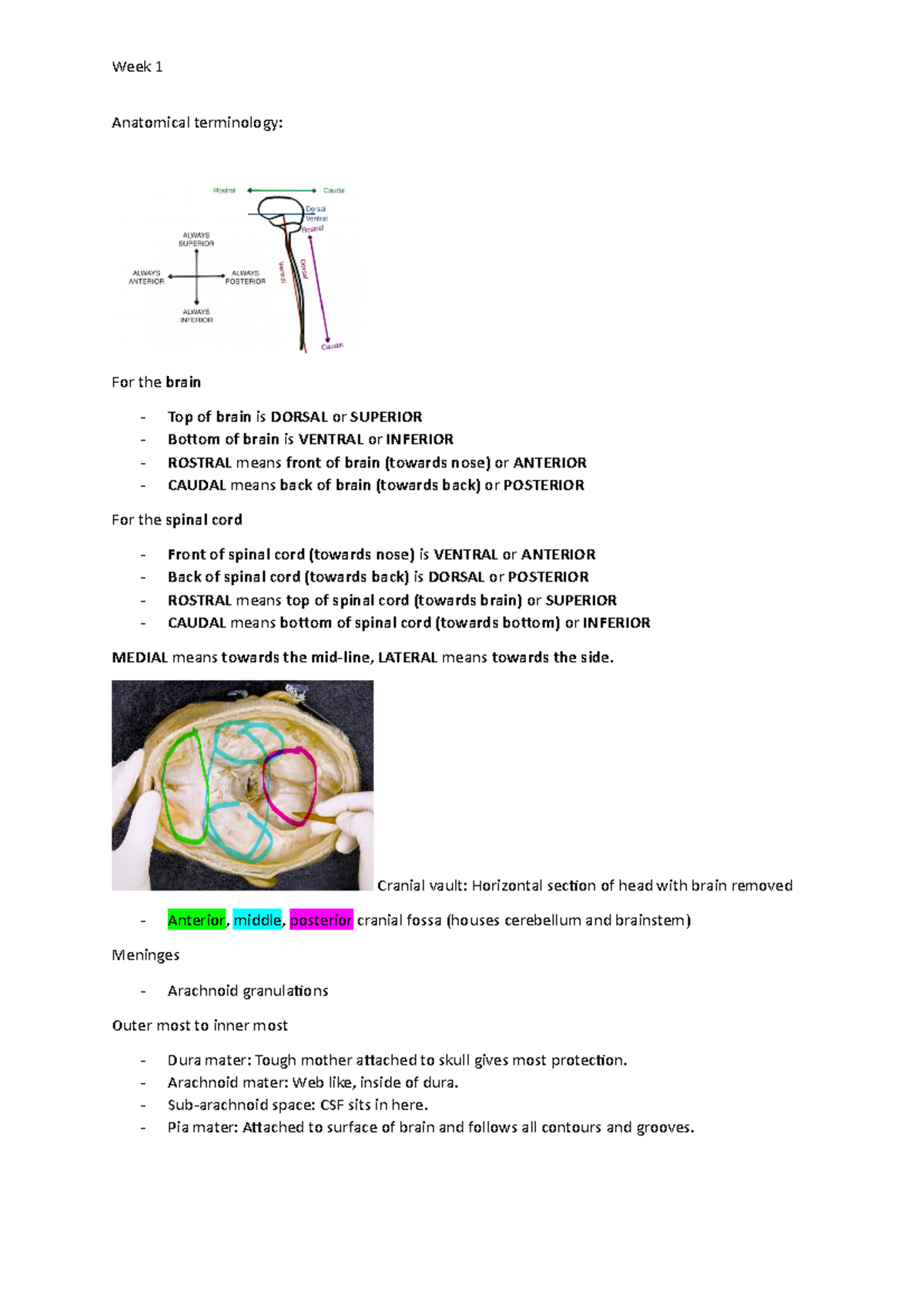 NEUR3005 Week 1 Tutorial Structures - Anatomical terminology: For the brain Top of brain is ...