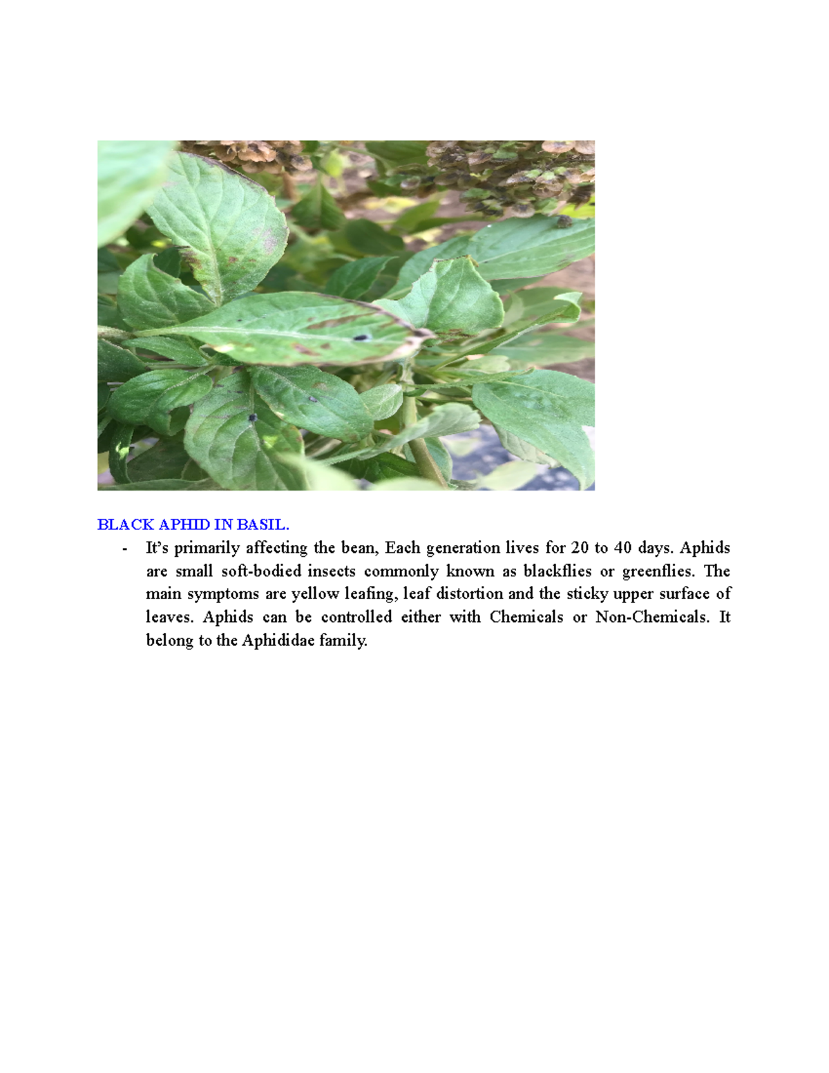 Plant deficiency - BLACK APHID IN BASIL. - It’s primarily affecting the ...