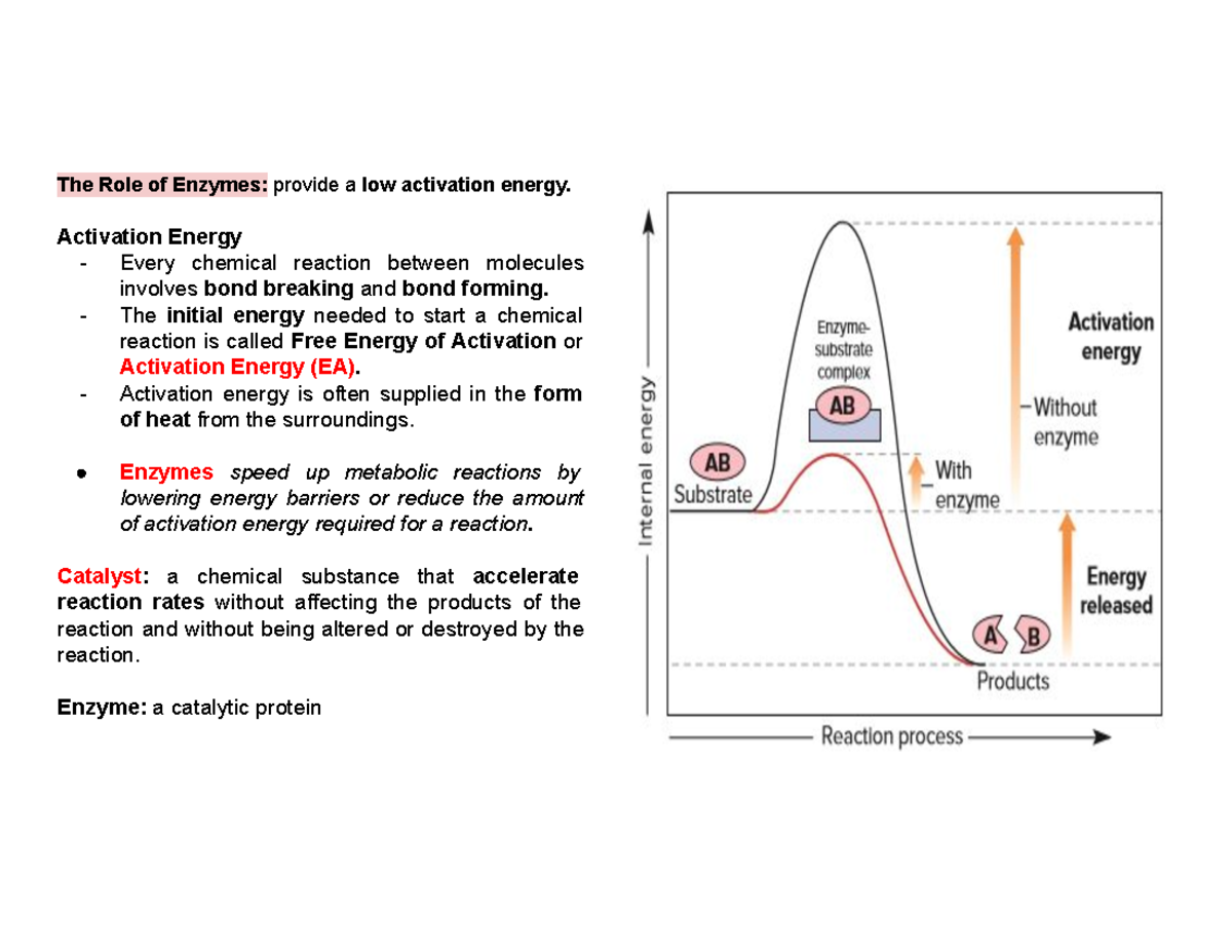 REV #3 Cellular Metabolism - The Role of Enzymes: provide a low ...