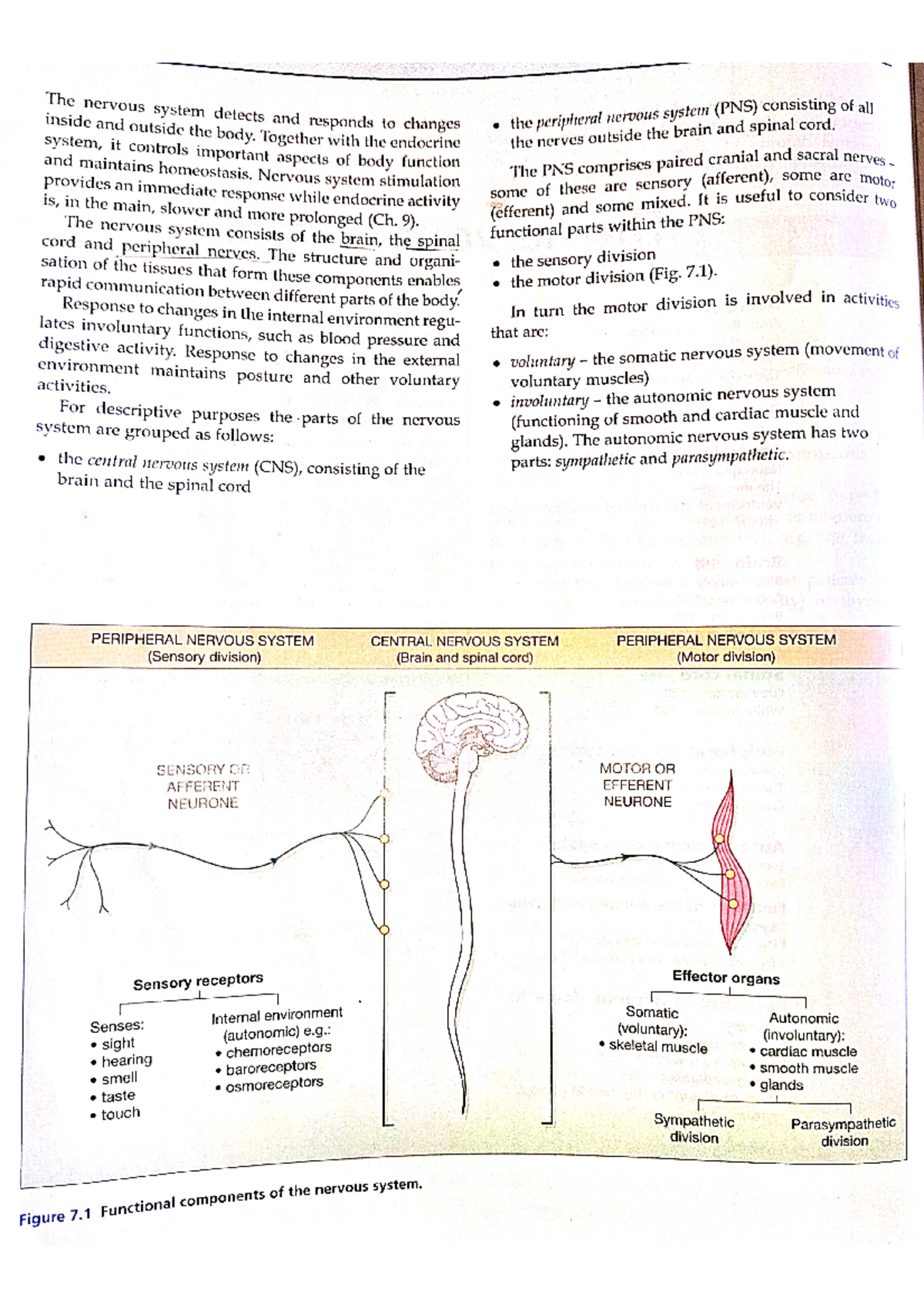 Nervous System peripheral, Central - Humman Antomy And physiology - Studocu