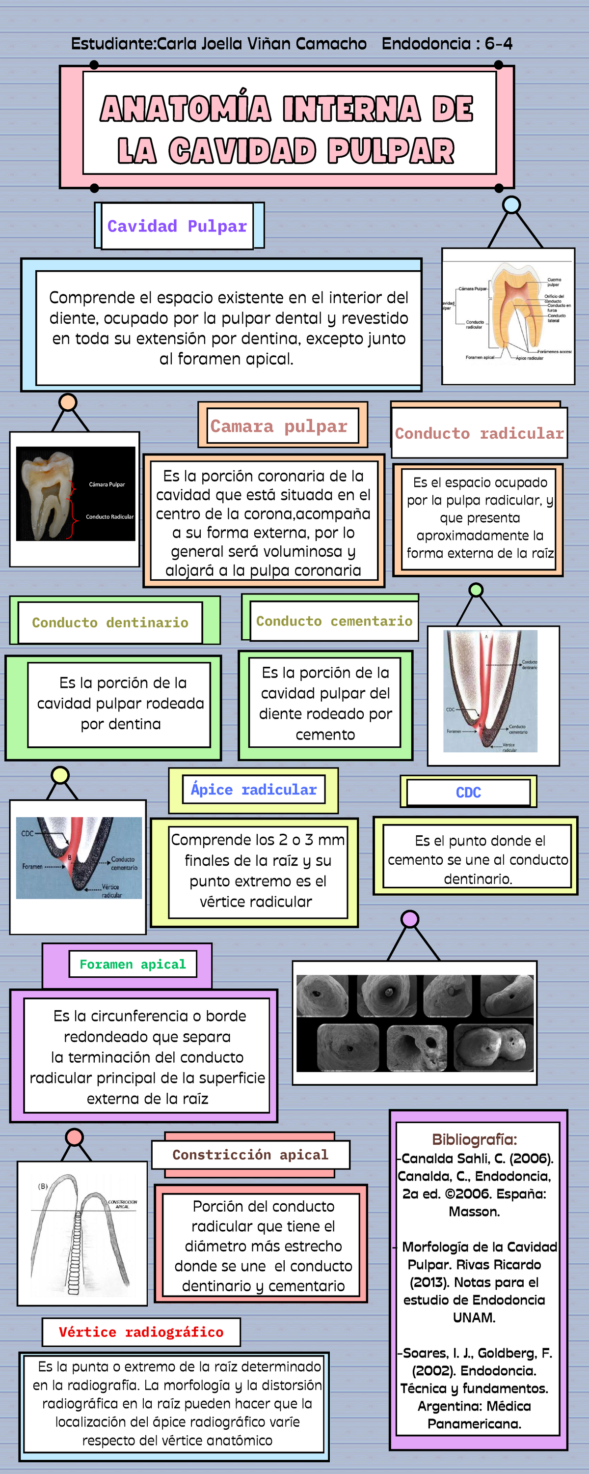 Endodoncia Infografía # 1 - Cavidad Pulpar Camara pulpar Conducto ...