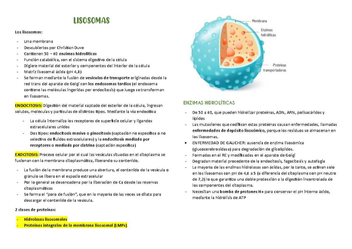 Resumen Lisosomas - LISOSOMAS Los lisosomas: - Una membrana ...