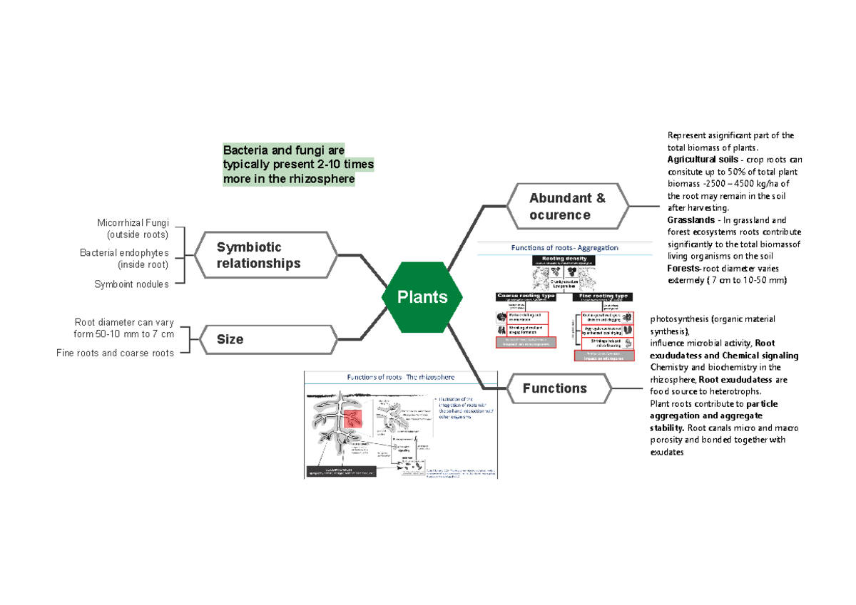 Plant mind map -Theme 4 - Plants Abundant & ocurence Functions Size ...