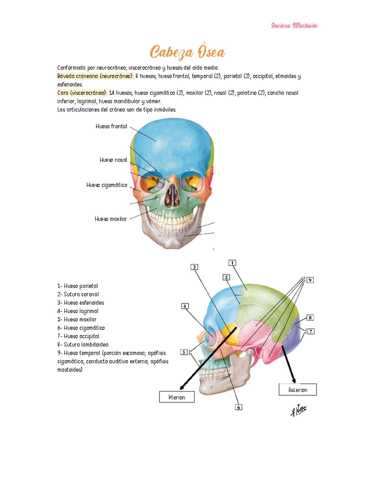 Cabeza ósea - Javiera Machado Cabeza Ósea Conformada por neurocráneo ...