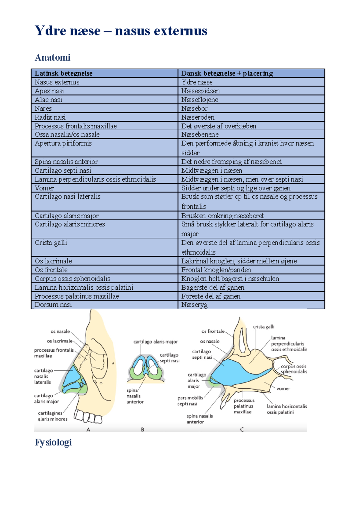 Ydre næse - Luftvejens anatomi - kan nemt laves om til flashcards ...
