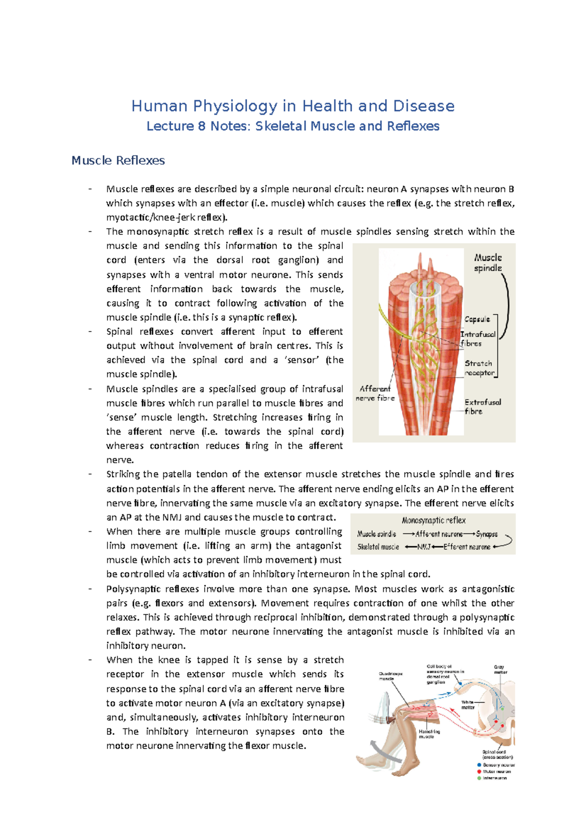 Lecture 8 Notes (Muscle Reflexes) - Human Physiology in Health and ...