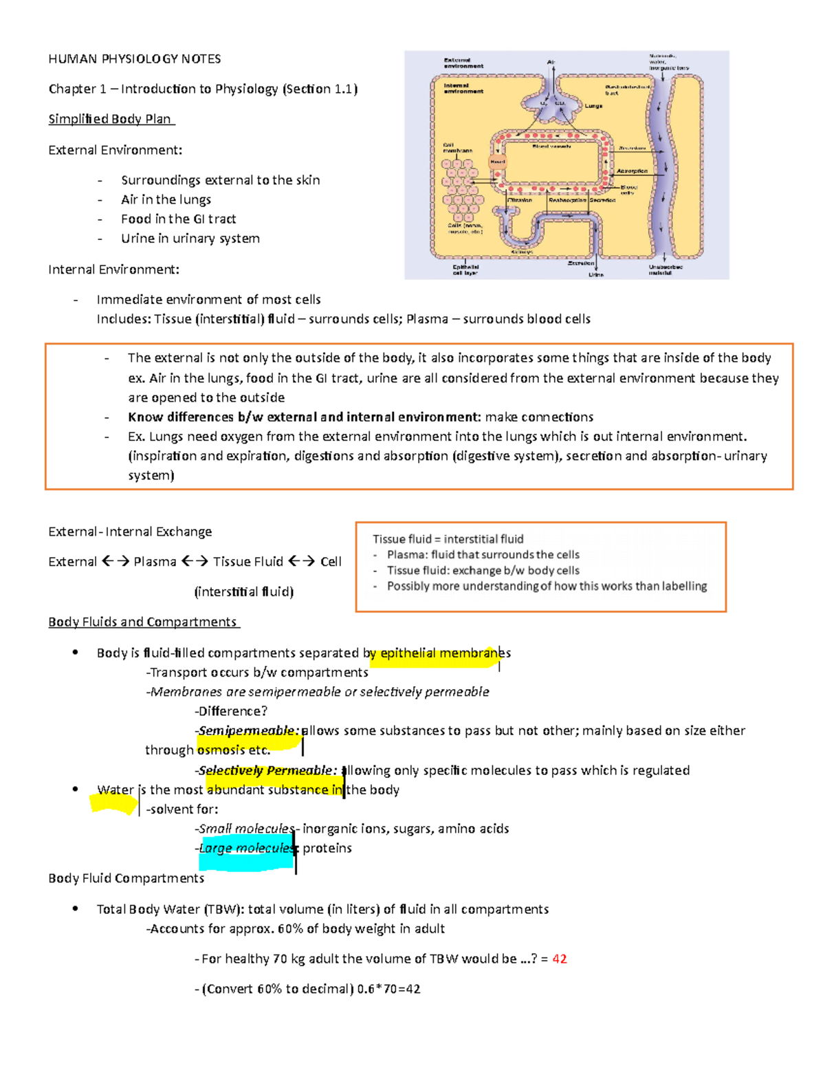 Human Physiology Notes - BIOL2010 - Ontario Tech University - Studocu