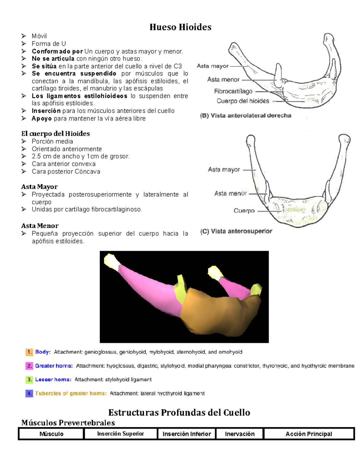 Hueso Hioides, Estructuras profundas del cuello - Hueso Hioides Forma ...