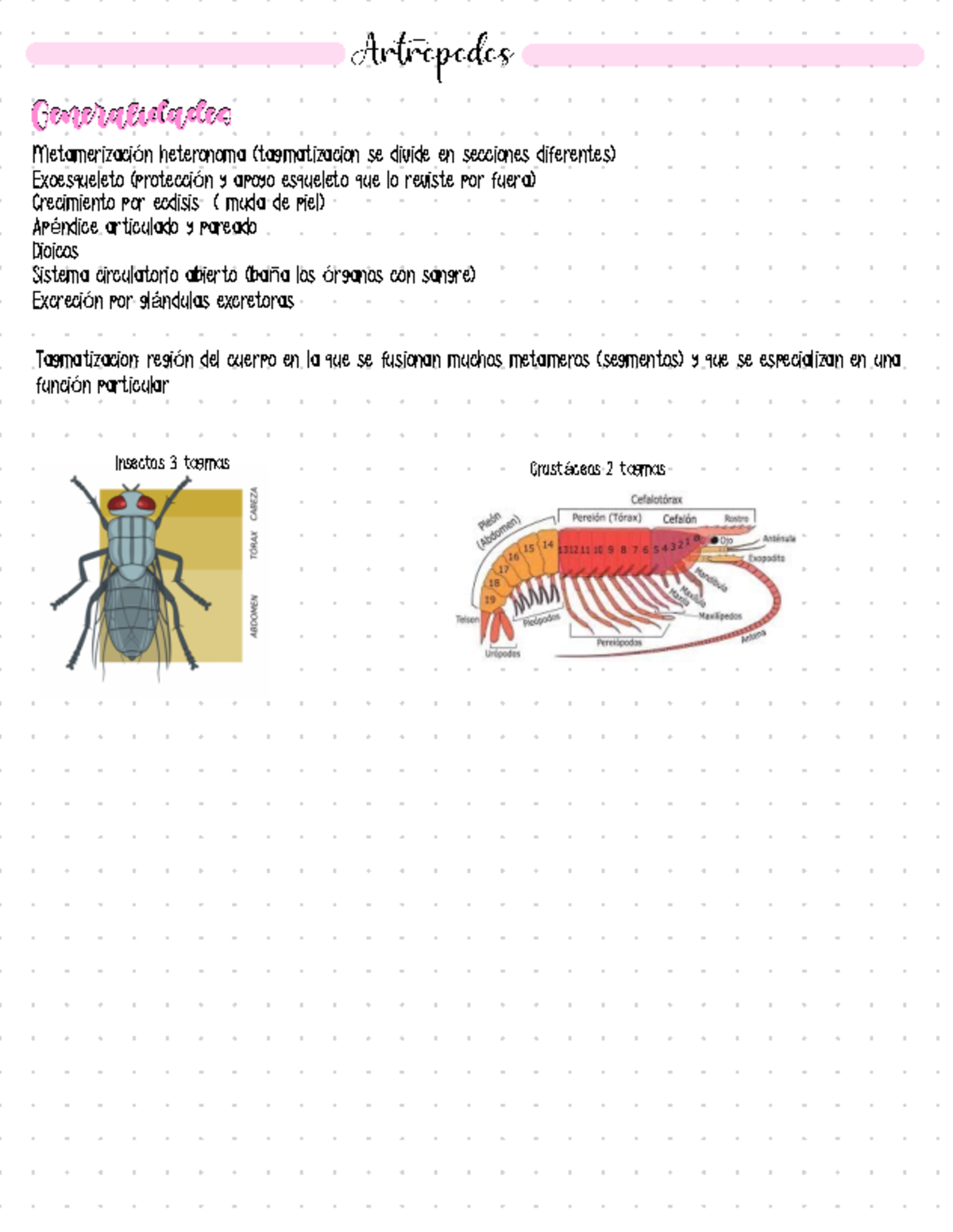 Zoologíaaa - resume - Artropodos Metamerización heteronoma ...
