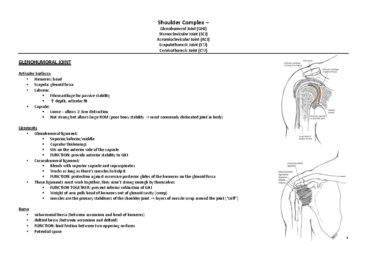 Summary - Shoulder Complex Notes - Shoulder Complex – Glenohumeral ...