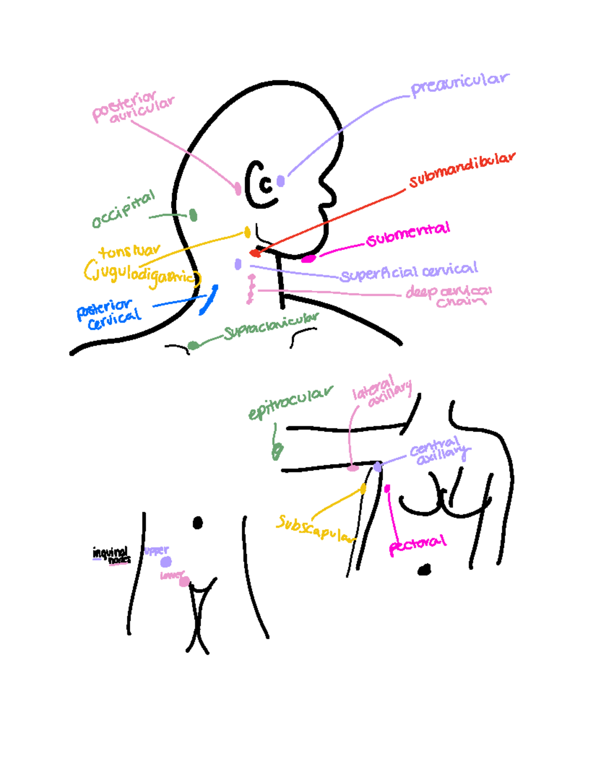 Lymph nodes - NSG 3160 - preauricular submandibular occip or tons ental ...