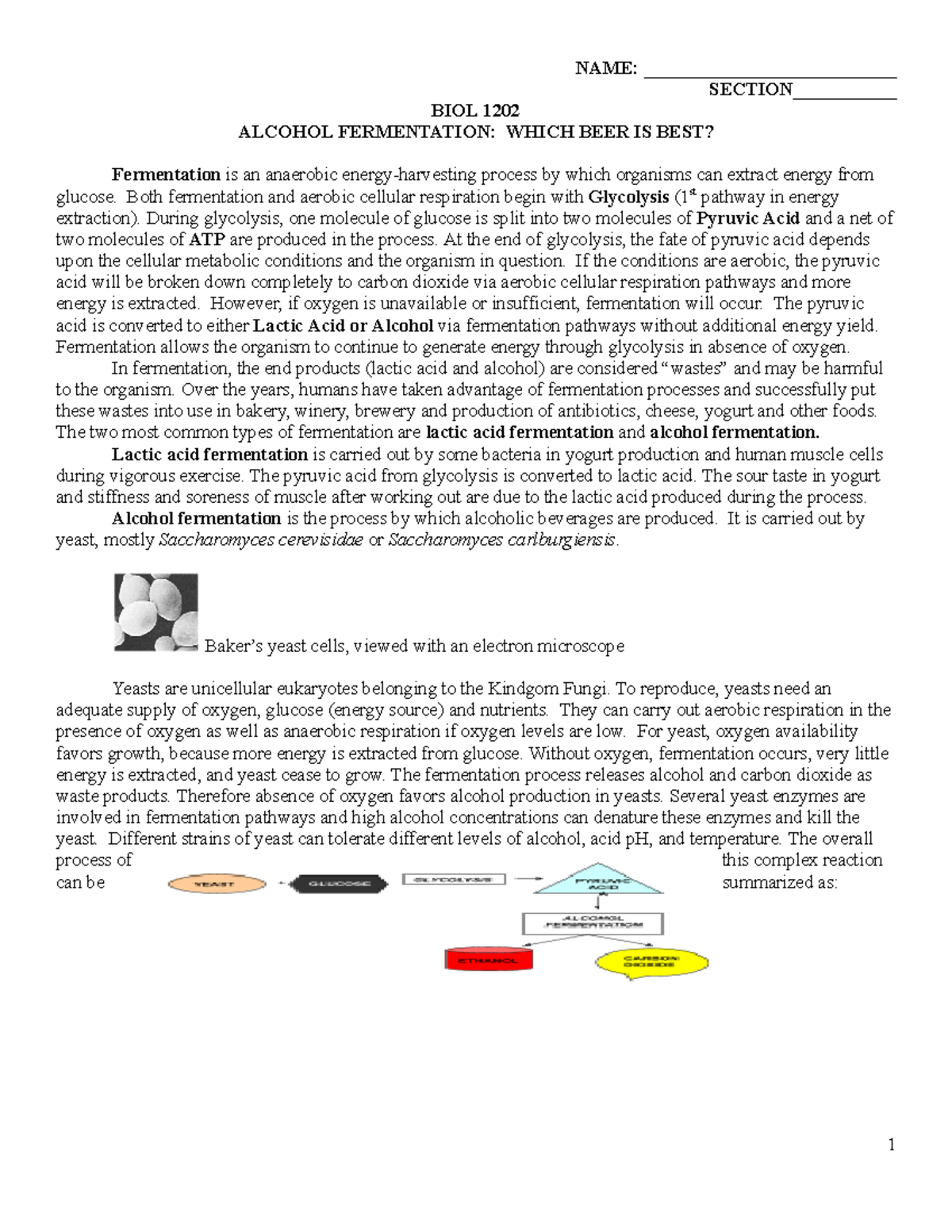 Which BEER IS BEST 2023 - Worksheet for Lab - NAME ...