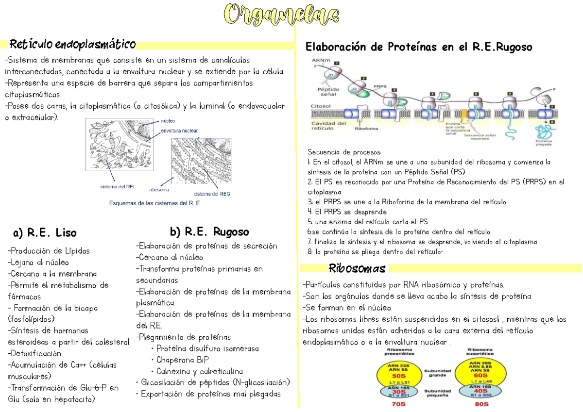 Organelas - Elaboración de proteínas de secreción - Cercano al núcleo ...