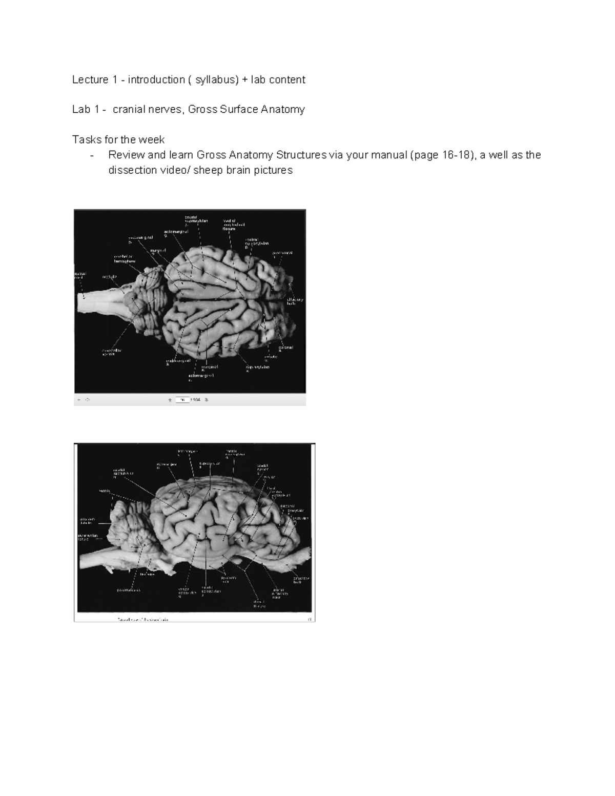 Brain and Behaviour LAB - Lecture 1 - introduction ( syllabus) + lab ...