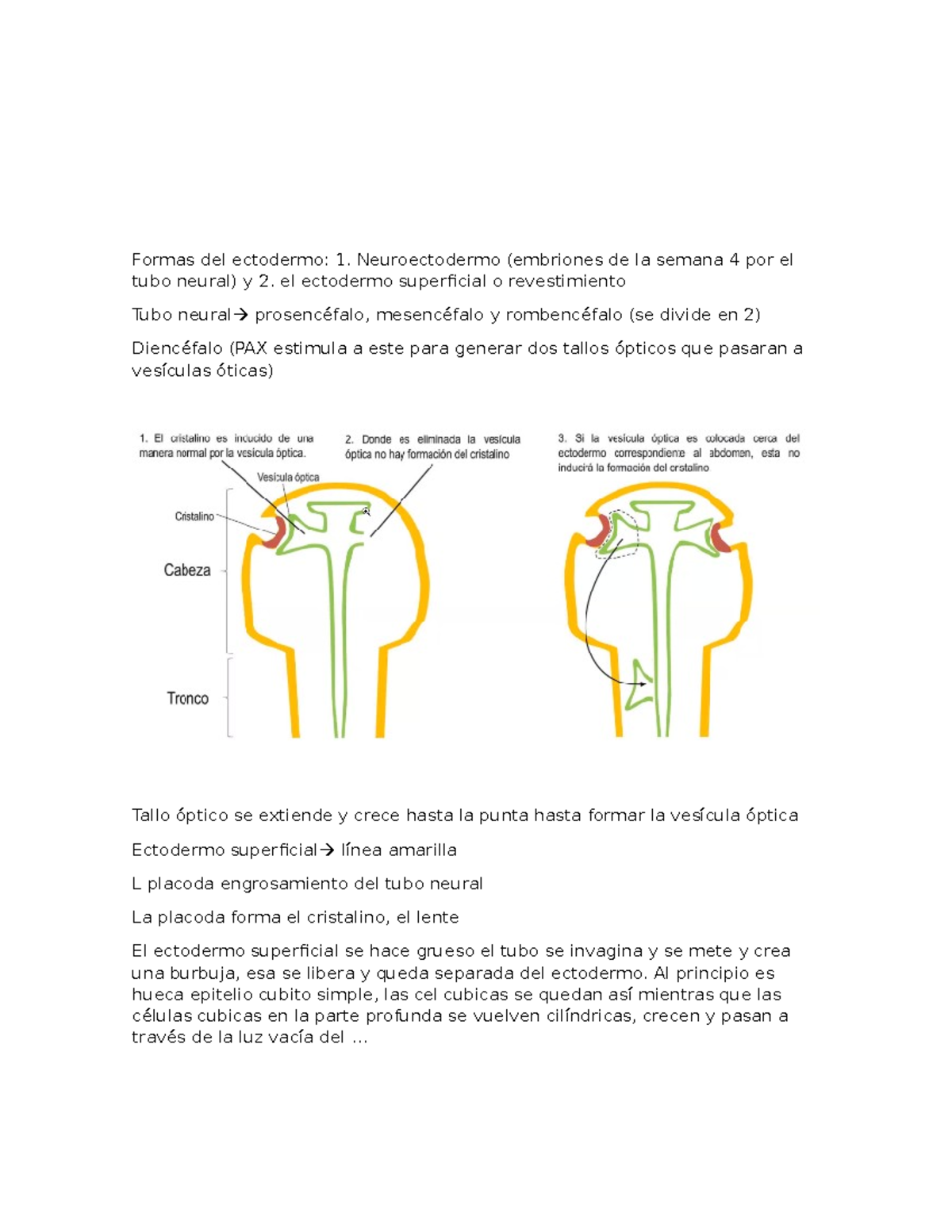 apuntes clase magistral Histologia ojo PJR - Formas del ectodermo: 1 ...
