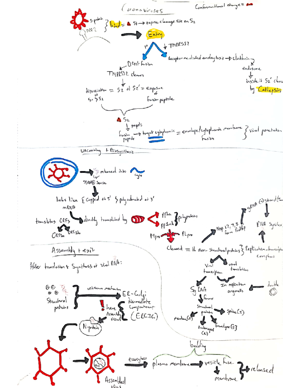 Covid 19 essential mechanisms mind map - MCBG3017 - Studocu