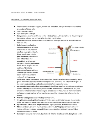 Ossification - bones and joints - Ossification • The formation of bone ...
