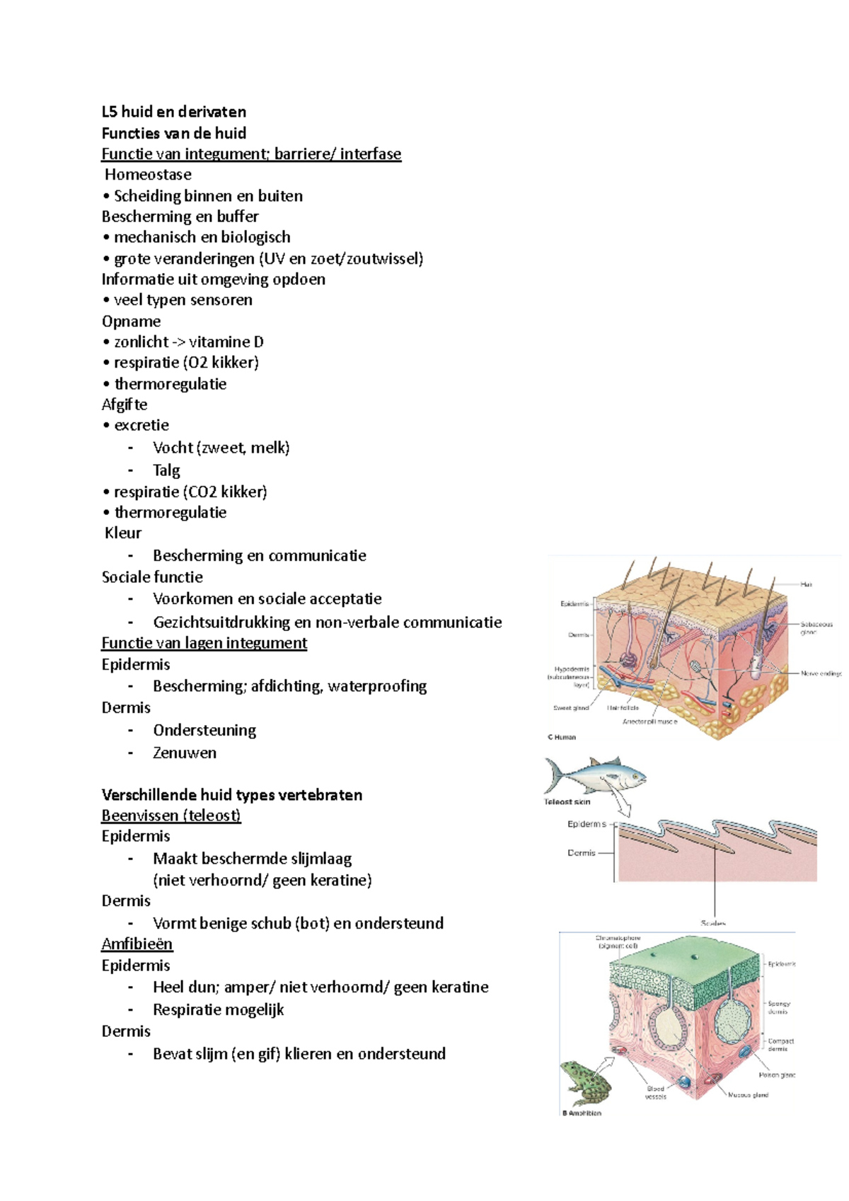 L5 + 6 - aantekeningen - L5 huid en derivaten Functies van de huid ...