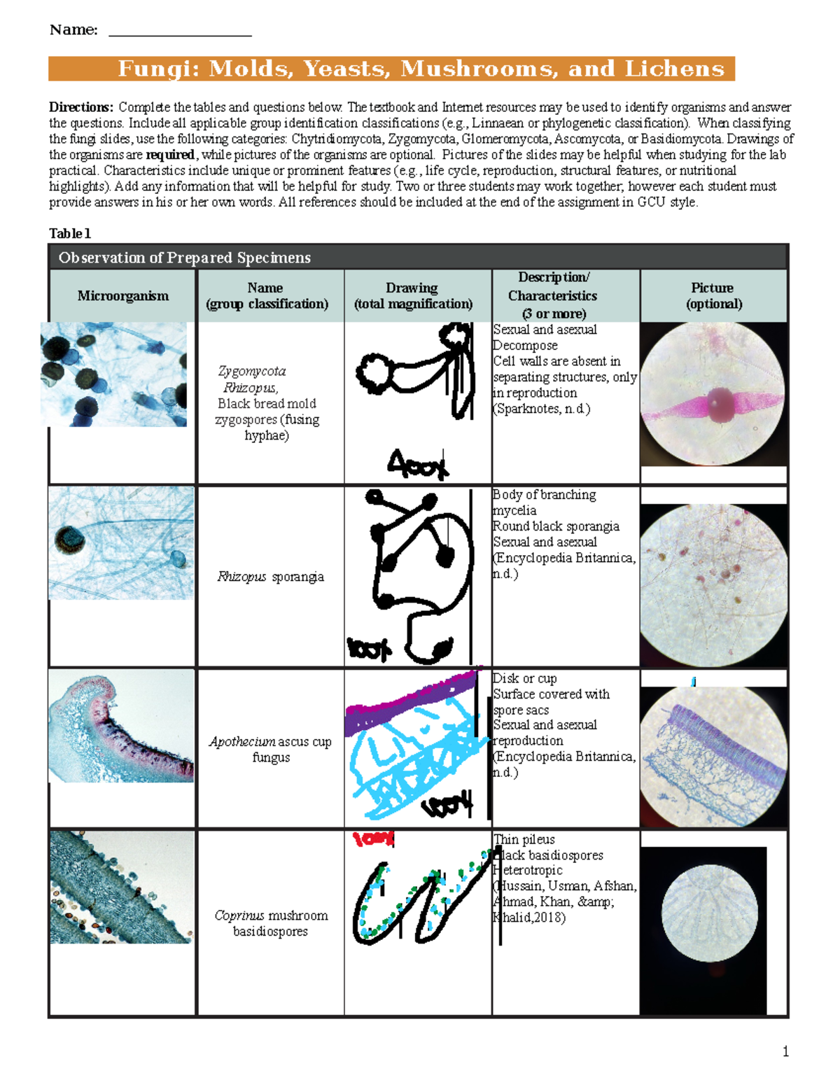 Fungi molds yeasts - Please do not copy word for word. Use it as a ...