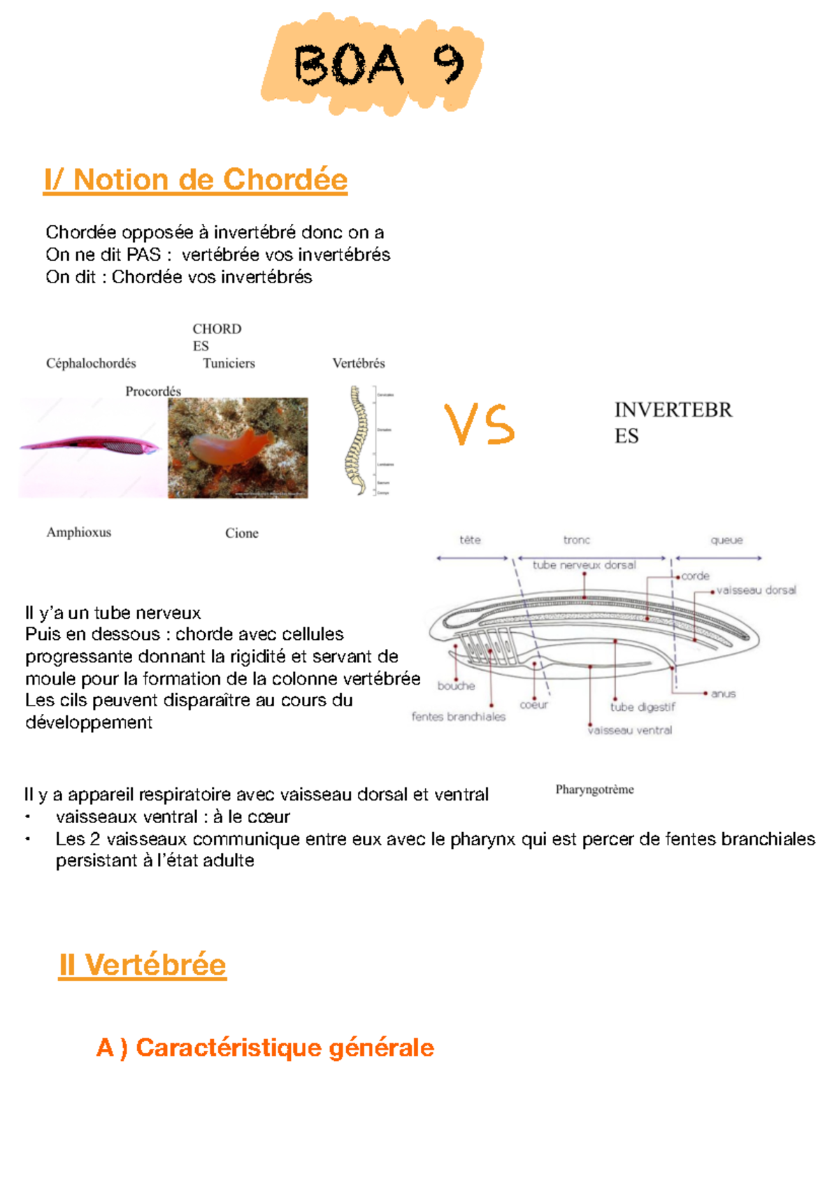 BOA chapitre 9 Fiche - BOA 9 I/ Notion de Chordée Chordée opposée à ...