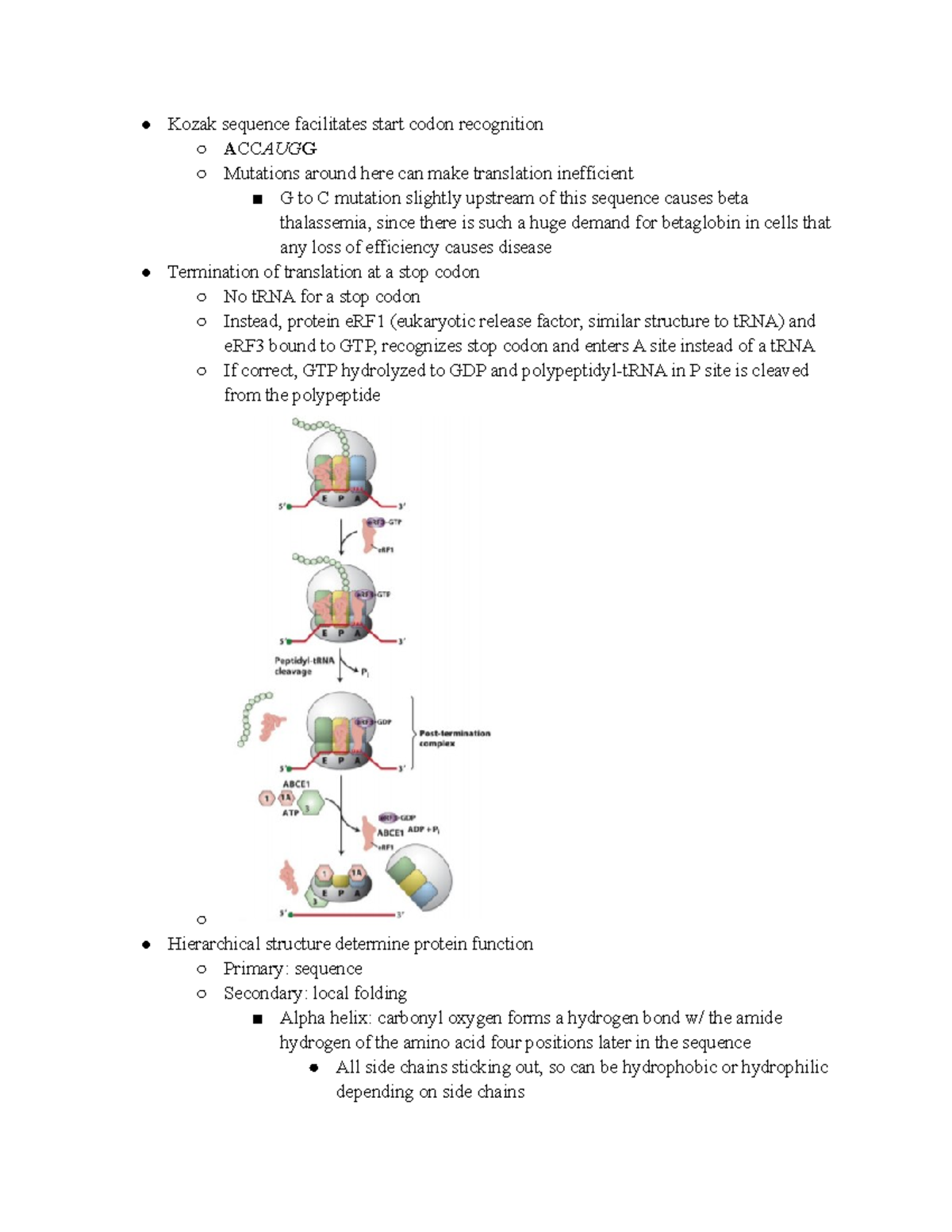 MCB I Lecture 5 - Kozak sequence facilitates start codon recognition ...