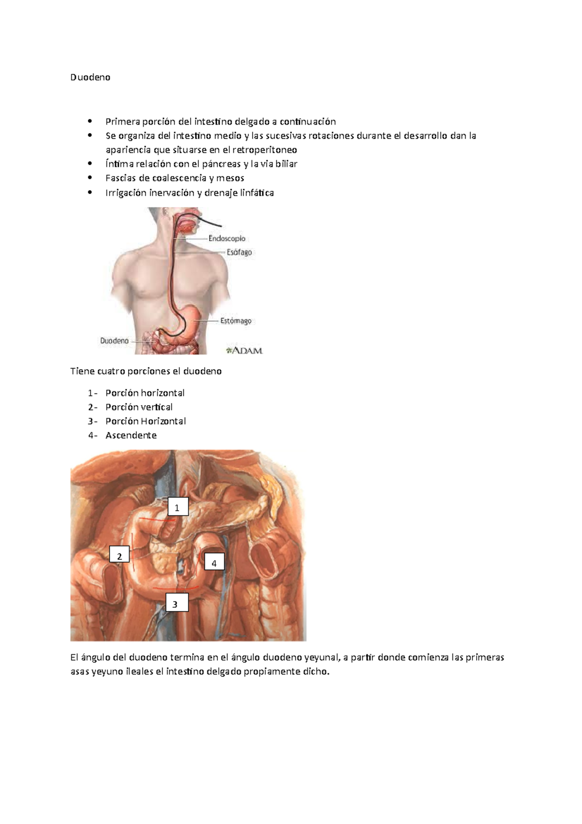 Duodeno - Duodeno Primera porción del intestino delgado a continuación ...