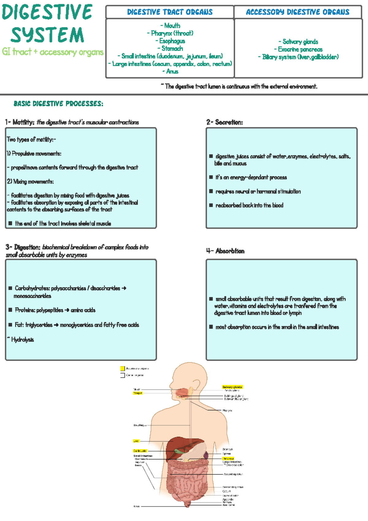 Digestive system organs processes - Basic digest ive pr ocesses: ~ The ...