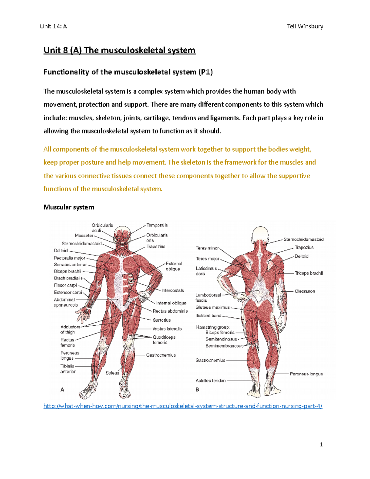 R UNIT 8; A - learning aim a of unit 8 - Unit 8 (A) The musculoskeletal ...