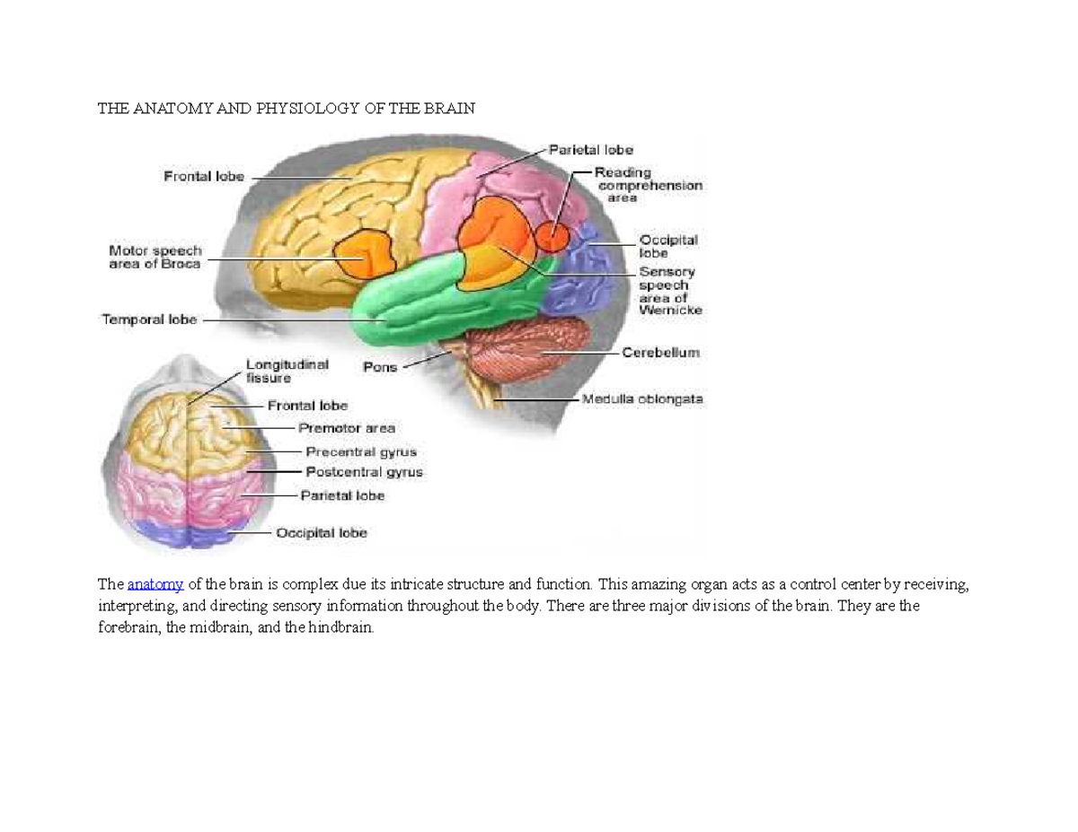 63091709 The Anatomy and Physiology of the Brain - THE ANATOMY AND ...