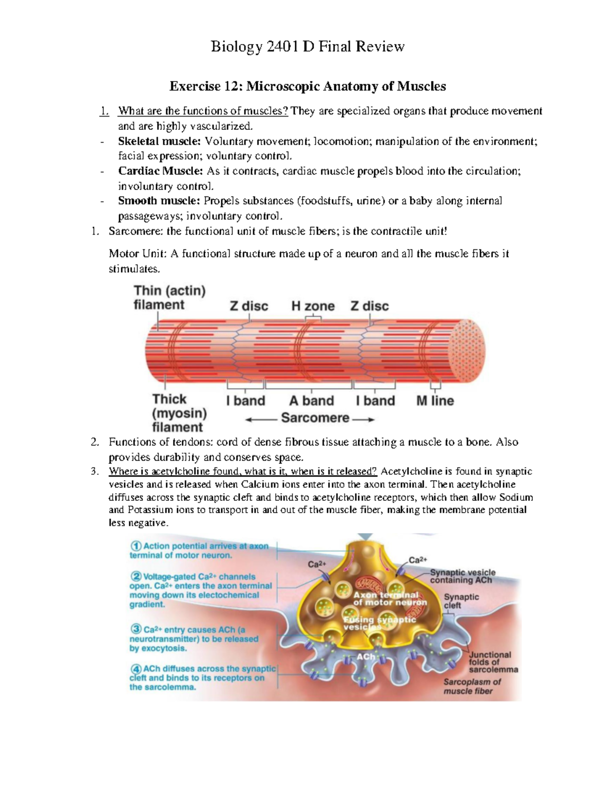 Lab Final Review - Exercise 12: Microscopic Anatomy of Muscles What are ...