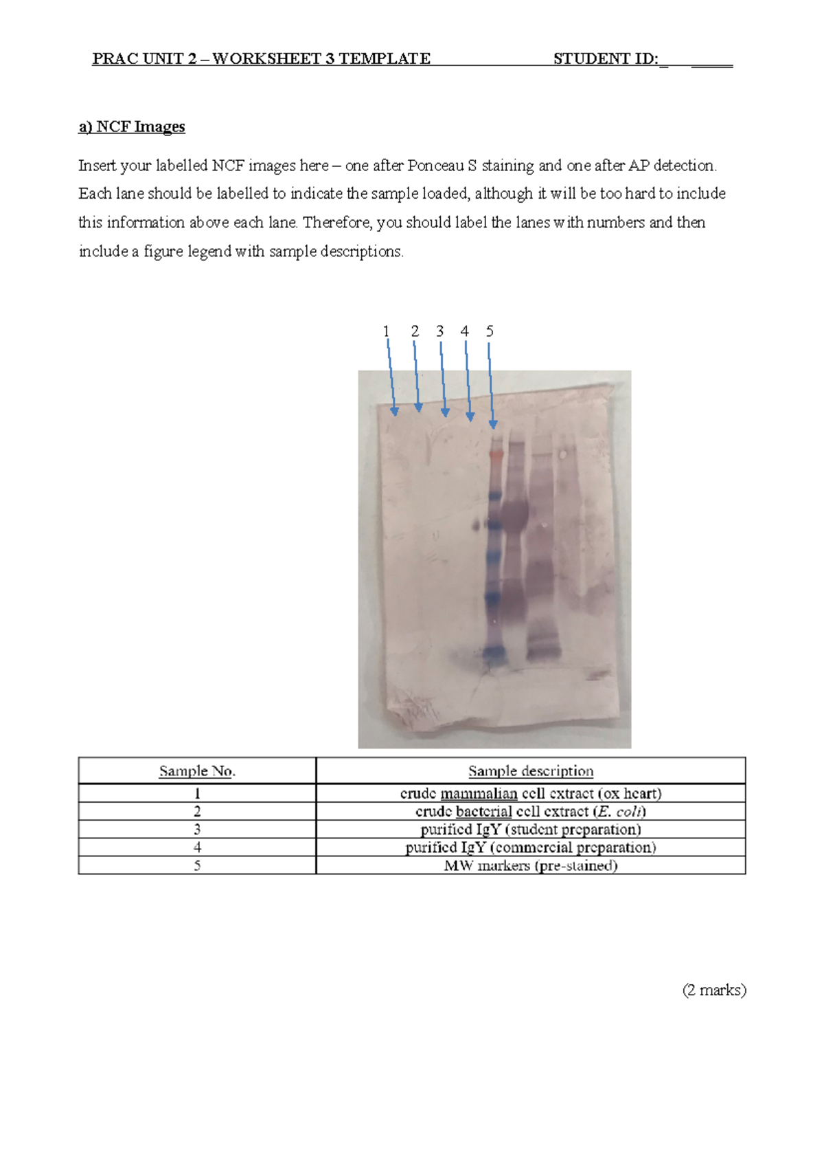 Prac Report 4 Template - prac4 - a) NCF Images Insert your labelled NCF ...