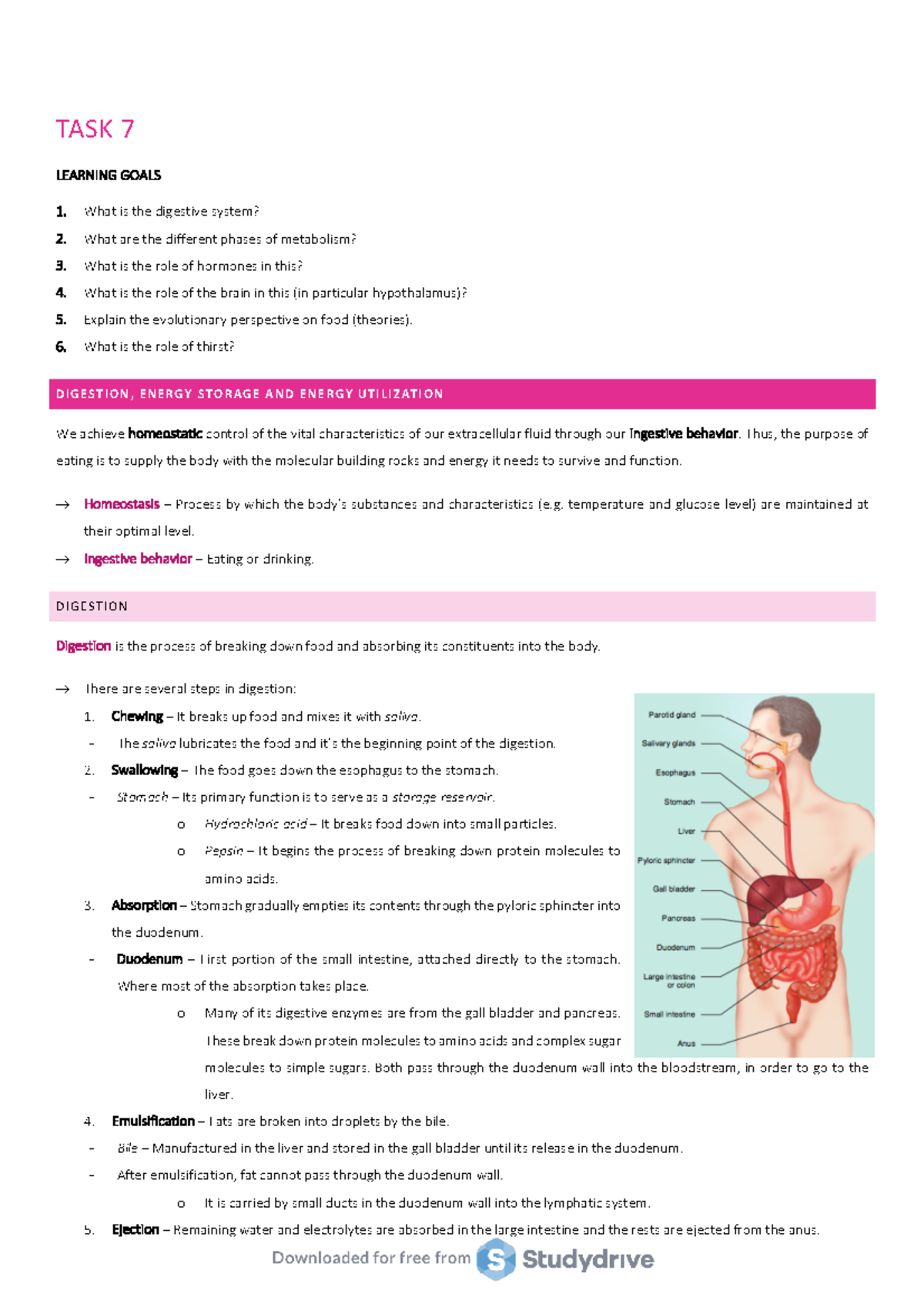 Problem 7 - Rumbles in my tummy - TASK 7 LEARNING GOALS What is the ...