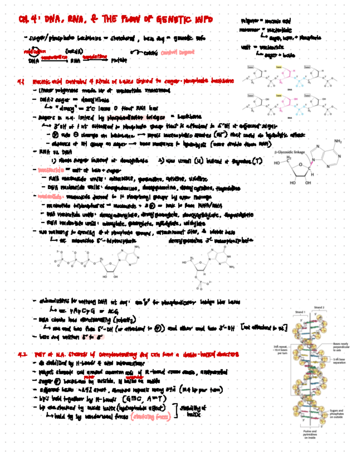 BIOL3611 - CH4 NOTES - a- 1. 4 : DNA , RNA , & THE FLOW OF GENETIC INFO ...
