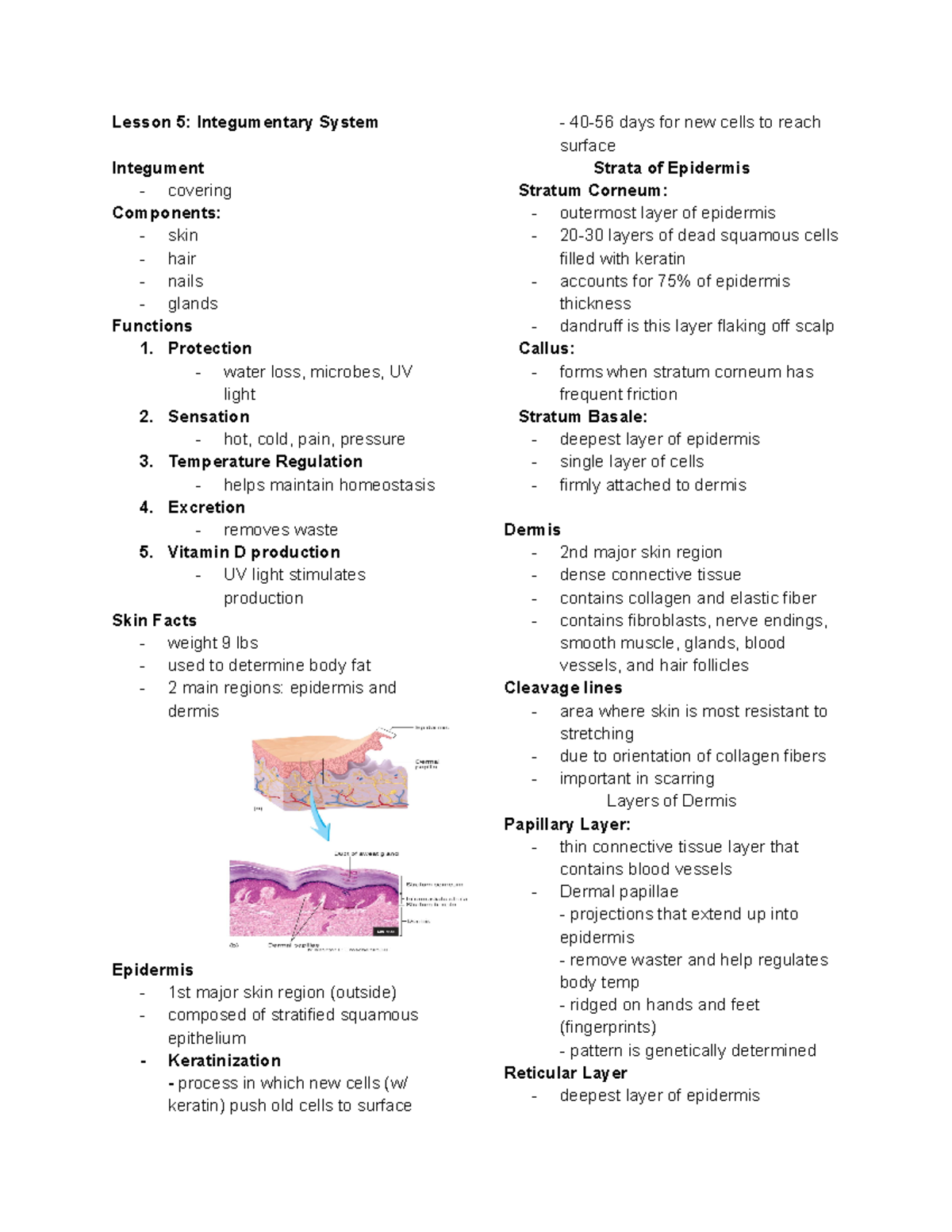 Anaphy chapter 5 - u can read it - Lesson 5: Integumentary System ...