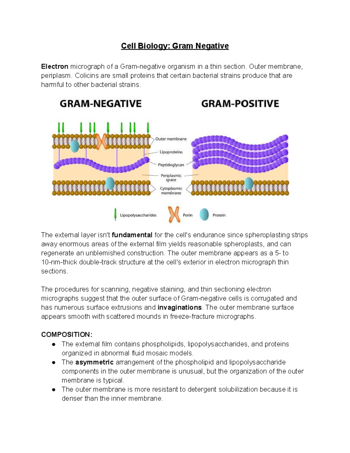 Cell Biology Gram Negative - Cell Biology: Gram Negative Electron ...