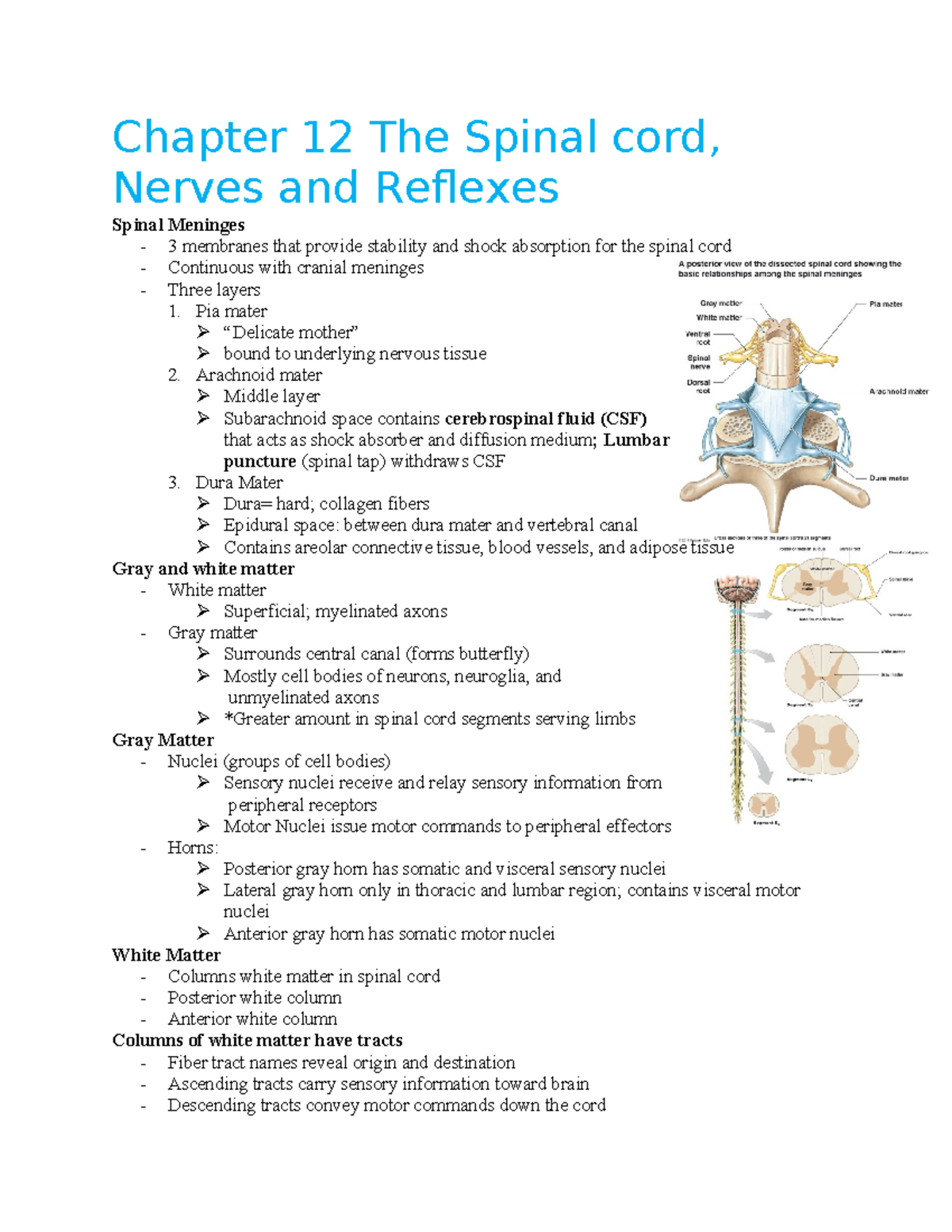 Chapter 12 The Spinal cord notes - Chapter 12 The Spinal cord, Nerves ...