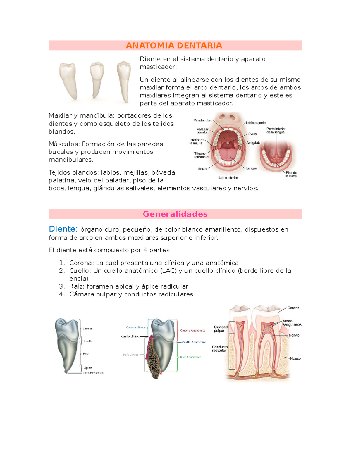 Anatomia Dentaria apunte - ANATOMIA DENTARIA Diente en el sistema ...