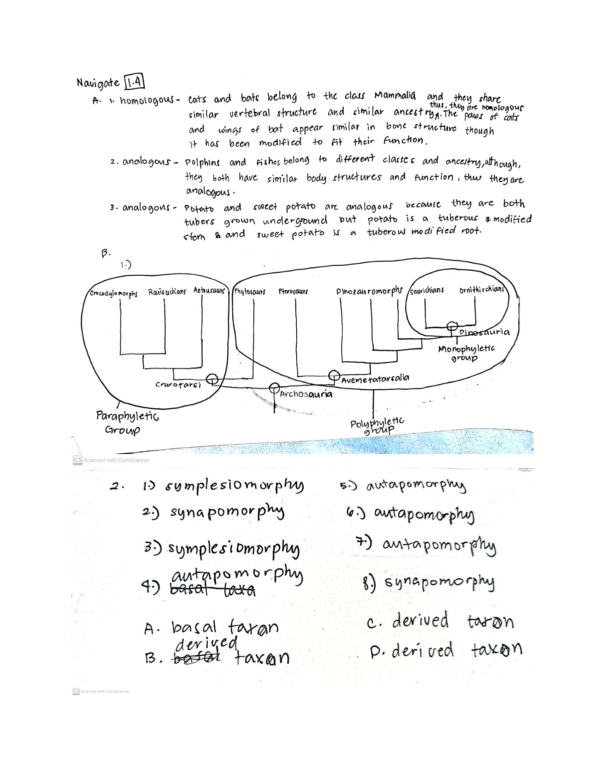 LG1.4 GFA - Fundamentals of biology - Cladogram making - Biology - Studocu