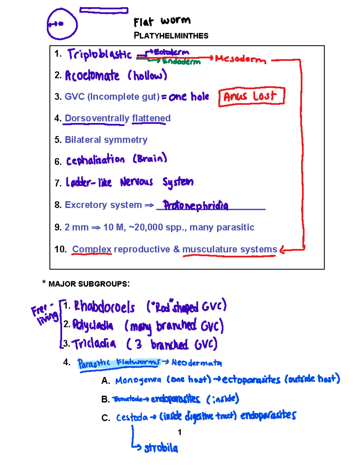 4Platyhelminthes - lab notes - * MAJOR SUBGROUPS: 1. 2. 3. 4. 1. 2. GVC ...