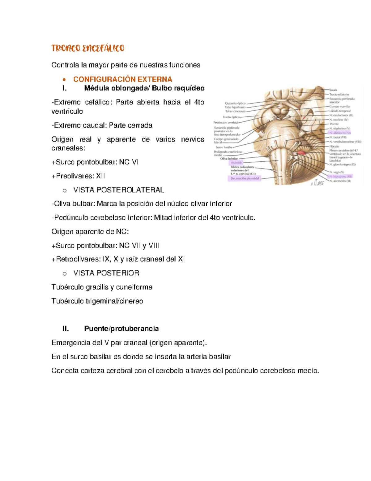 Neuro parcial 2 - TRONCO ENCEF¡LICO Controla la mayor parte de nuestras funciones CONFIGURACIÓN ...