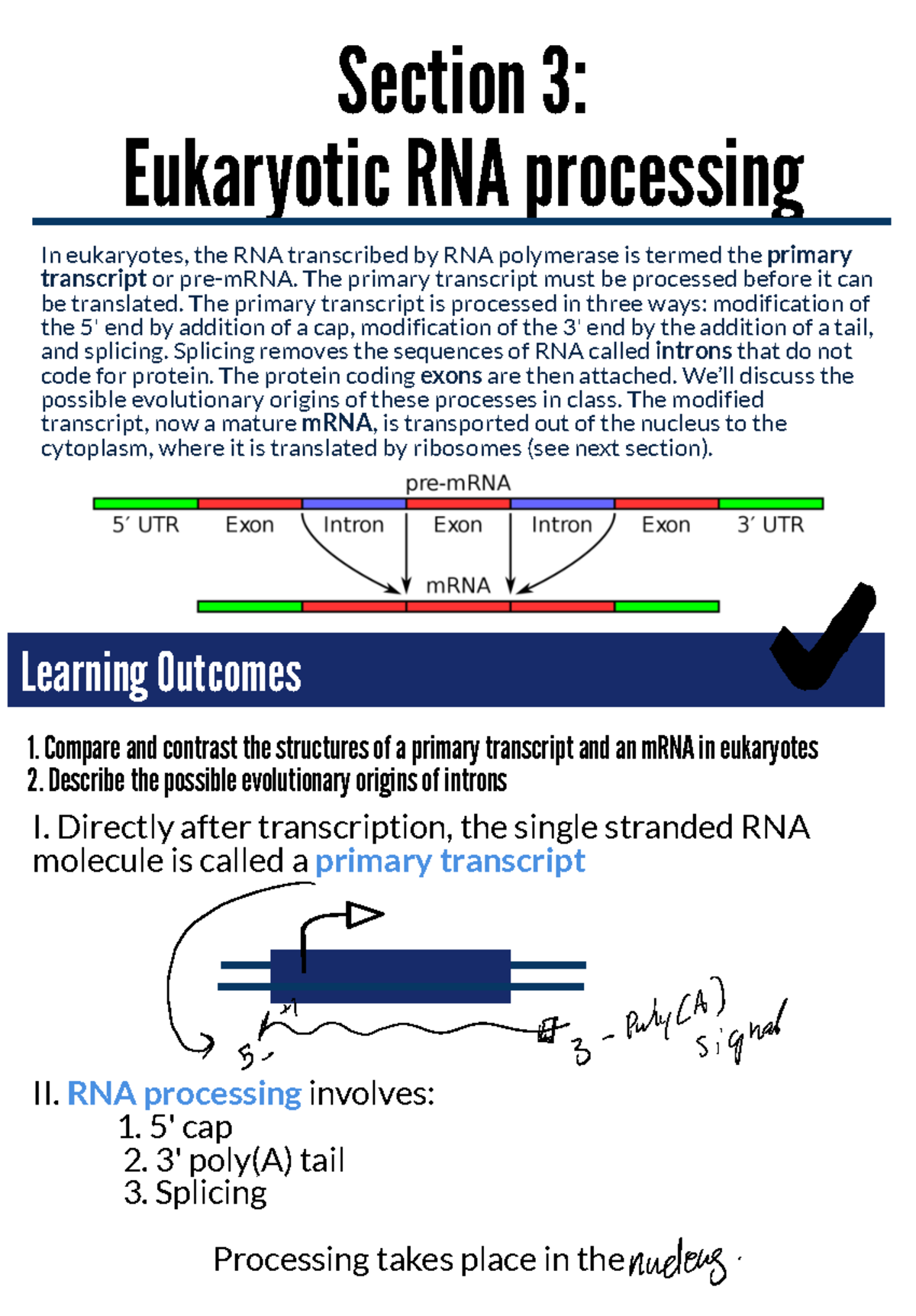 Section 3: Eukaryotic RNA processing - Section 3: Eukaryotic RNA ...