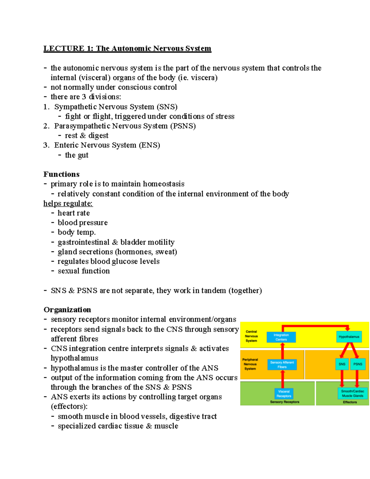 Physl - Autonomic Nervous System Notes - LECTURE 1: The Autonomic ...