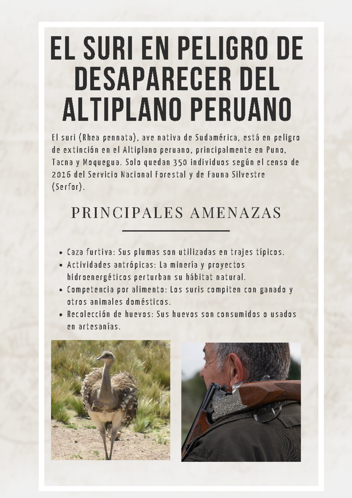 El Suri en Peligro de Desaparecer del Altiplano Peruano 20240712 065159 ...